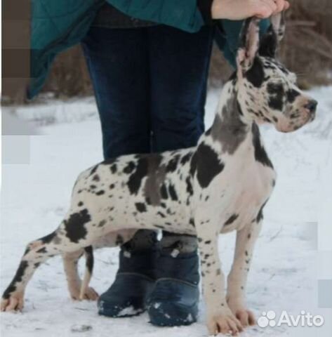 Дог, щeнok,мраморного окраса