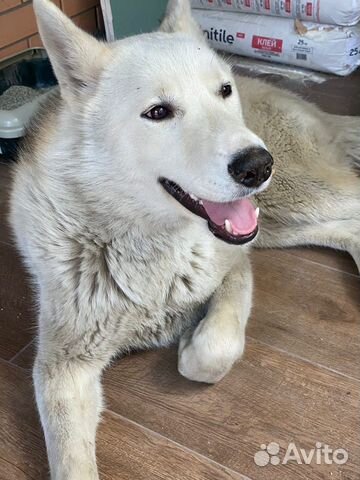 Найден кобель хаски Новочеркасск