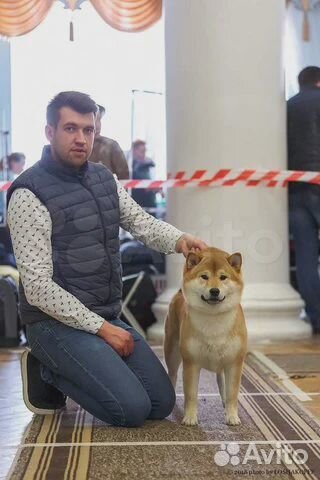 Кобель сиба-ину для вязки