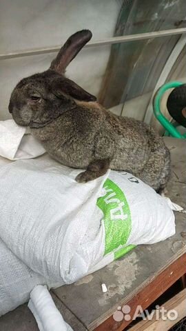 Крольчиха