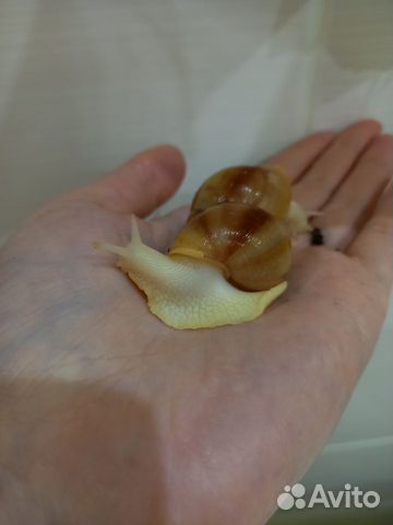 Улитка