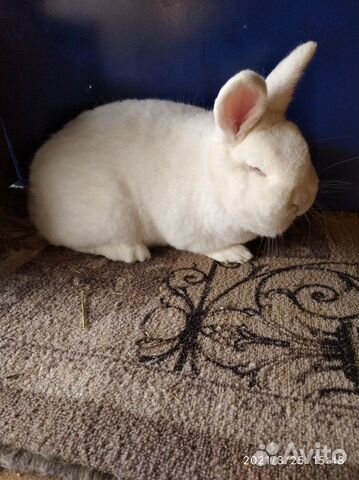 Нзб кролики