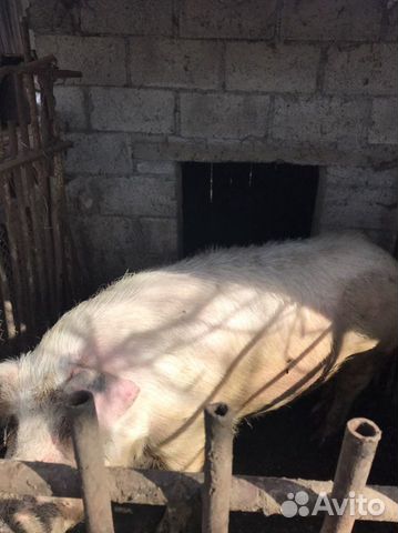 Кабан на мясо