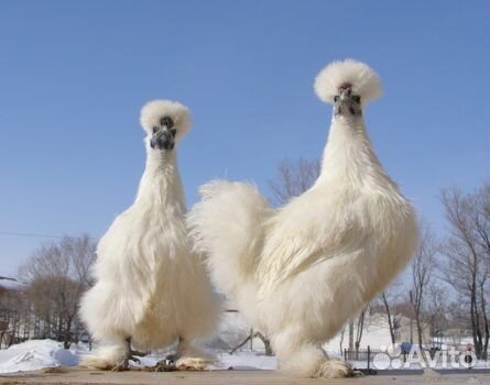 Продам петухов