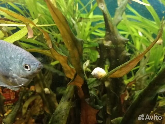 Улитки ампулярии