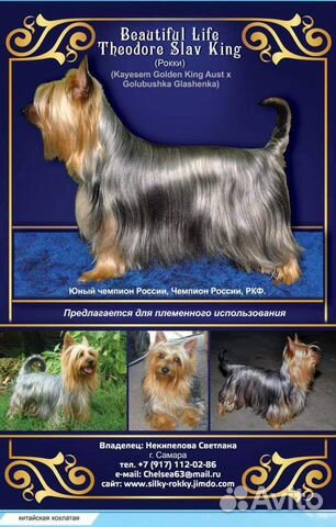Вязка кобель силки терьер