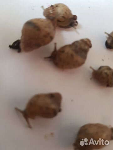 Продаю маленьких улетят