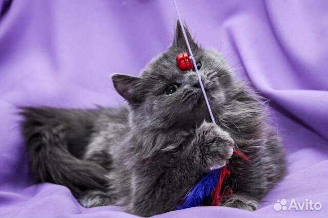 Кошечка Сильвия в добрые ручки