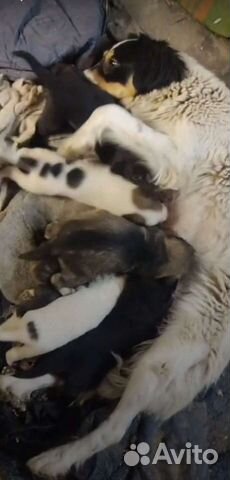 Кутята ищут добрые руки