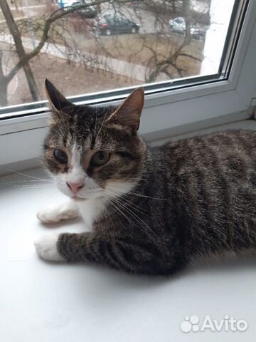 Макс, котик вашей мечты