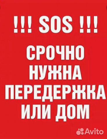 Кутенок 2 месяца девочка