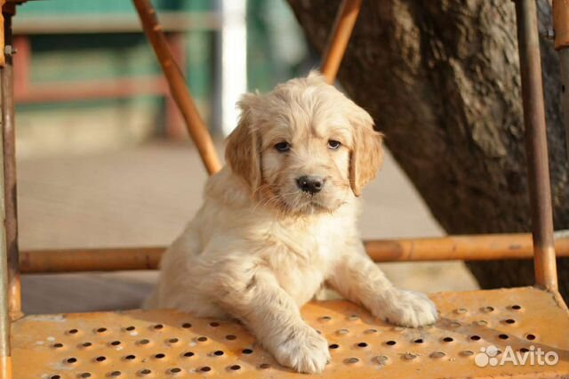 Золотистый ретривер