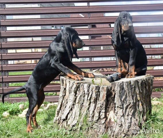 Щенки кунхаунда