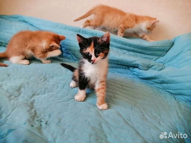 Котята в добрые руки бесплатно
