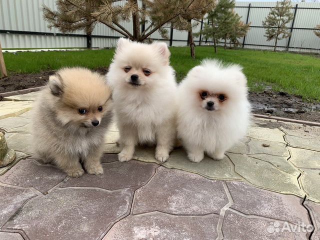 Померанские мишки шпицы мини белоснежные и рыжие