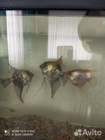 Рыбки скалярии, большие