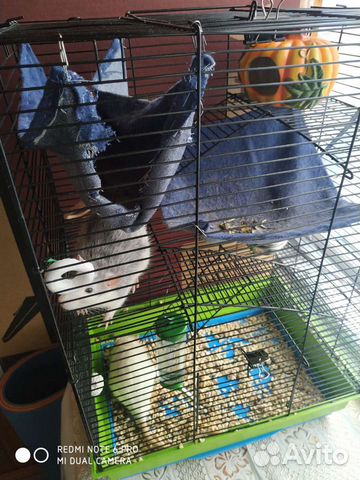 Домашние крыски