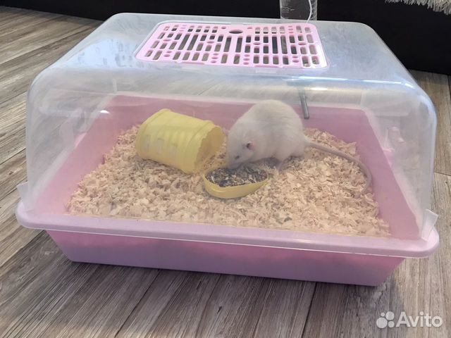 Крыса бесплатно