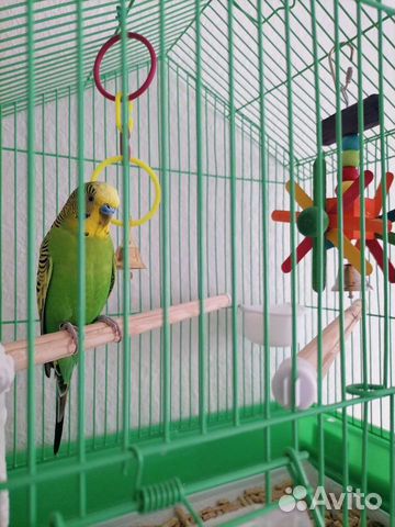Волнистый попугай Киро с клеткой