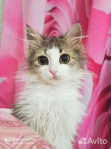 Пушистая кото-девочка ищет дом