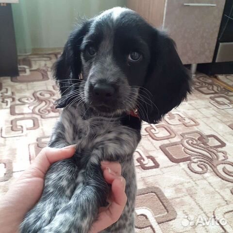 Русский спаниель