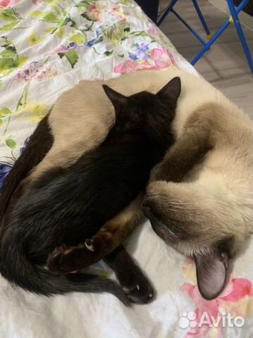 Котята в добрые руки бесплатно