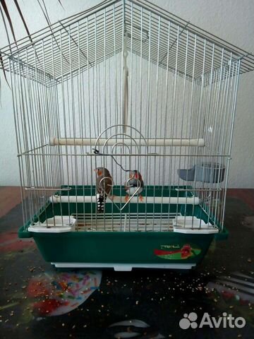 Зебровые амадины