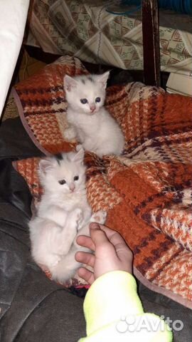 Котята маленькие. Хорошие