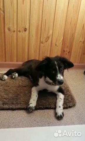 Щенка в добрые руки