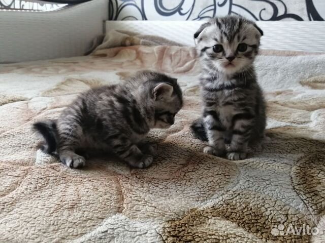 Шотландские вислоухие котята