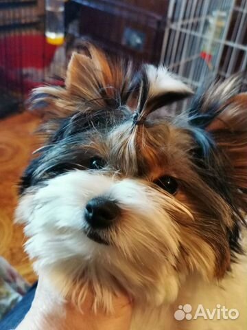 Красивая,подрощенная, мини-девочка Породы Бивер