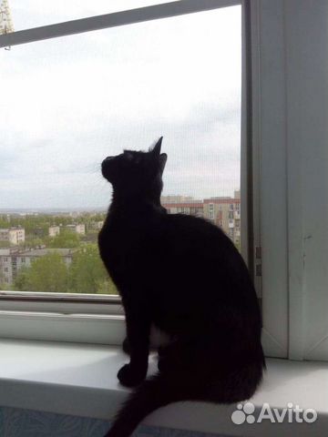 Ориентальная кошка бесплатно
