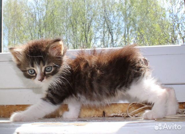Продается кошечка Микки