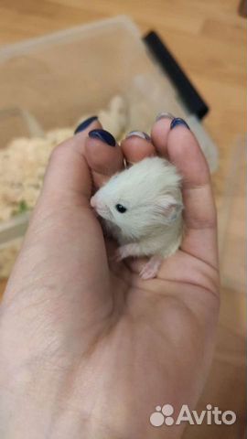 Сирийские хомяки в дар