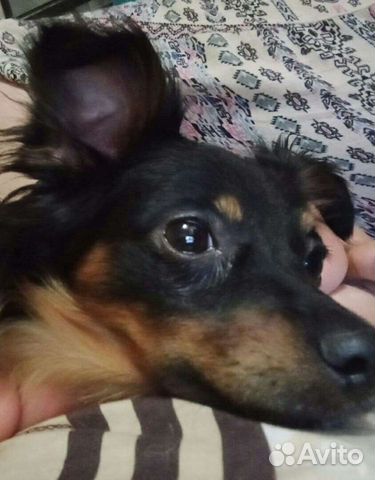 Длинношерстный тойтерьер 1 год кабель