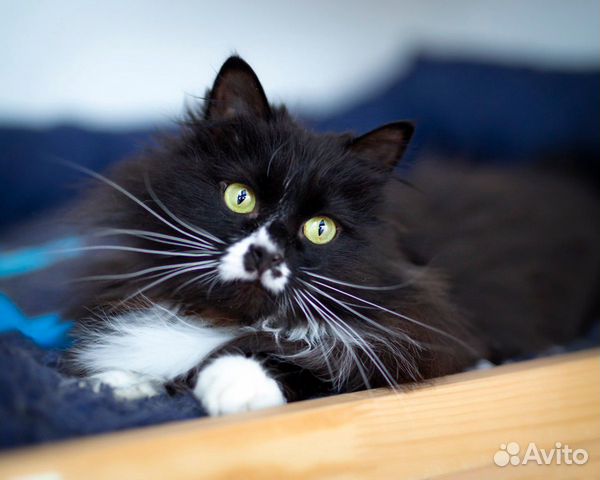 Котенок-подросток в добрые руки