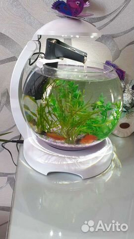 Аквариум круглый тетрa tetra