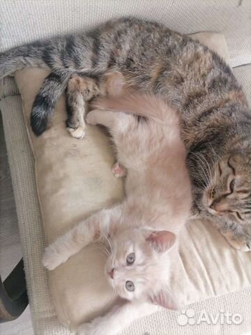 Котенок