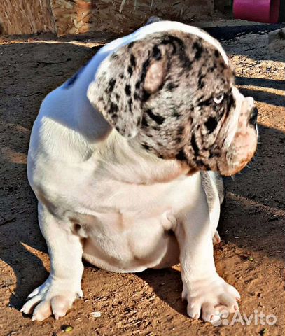 Голубые глазки