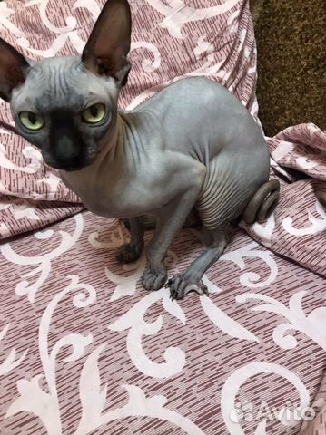 Сфинкс мальчик 1 год