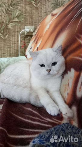 Британская