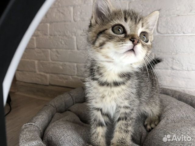 Кошка британочка