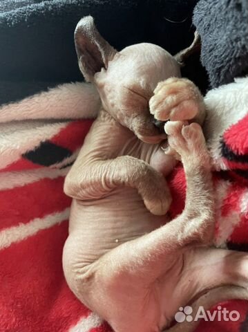 Эльфы сфинксы