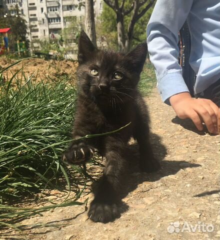 Шикарный домовенок в очень добрые руки