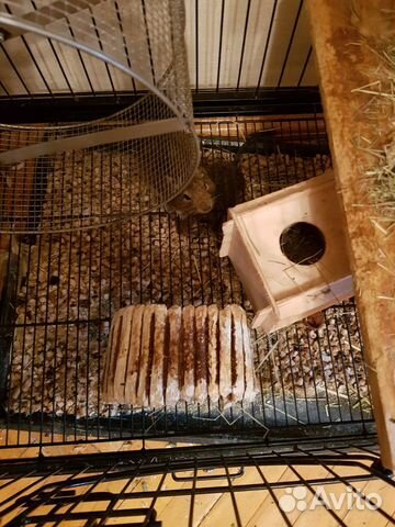 Белки дегу с клеткой