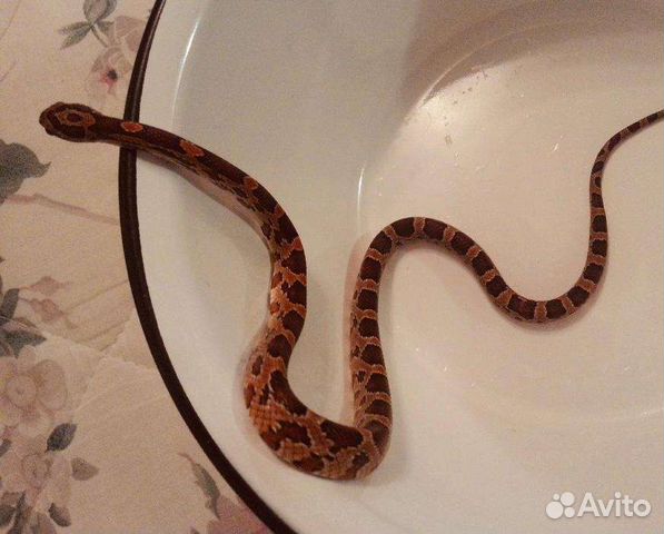 Змея маисовый полоз