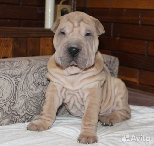 Чудо природы