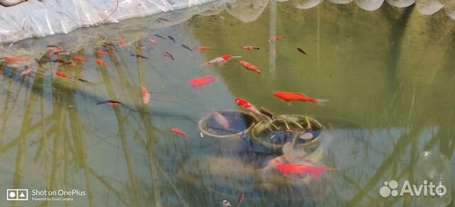 Мальки рыбок для пруда