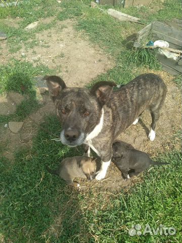 Отдам в добрые руки