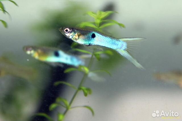 Гуппи эндлера